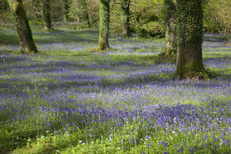 1773 Abbey Leix House in County Laois, Ireland - Old House Dreams